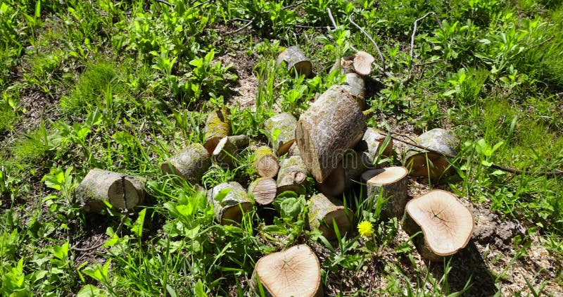 A Pile of Walnut Logs for Further Processing at the Sawmill Stock ...