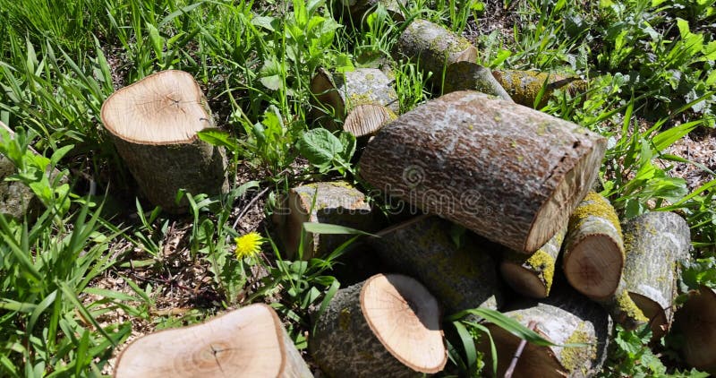 A Pile of Walnut Logs for Further Processing at the Sawmill Stock Video ...