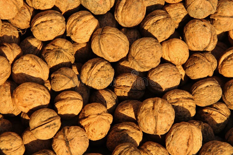 Pile of walnuts stock photo. Image of beauty, healthy - 128960674
