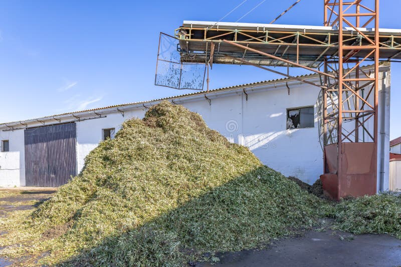 Pile of Waste Olive Leaves and Branches from the Production of Olive ...