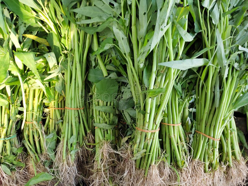Pile of Water Spinach or Ipomoea Aquatica Stock Photo - Image of food ...