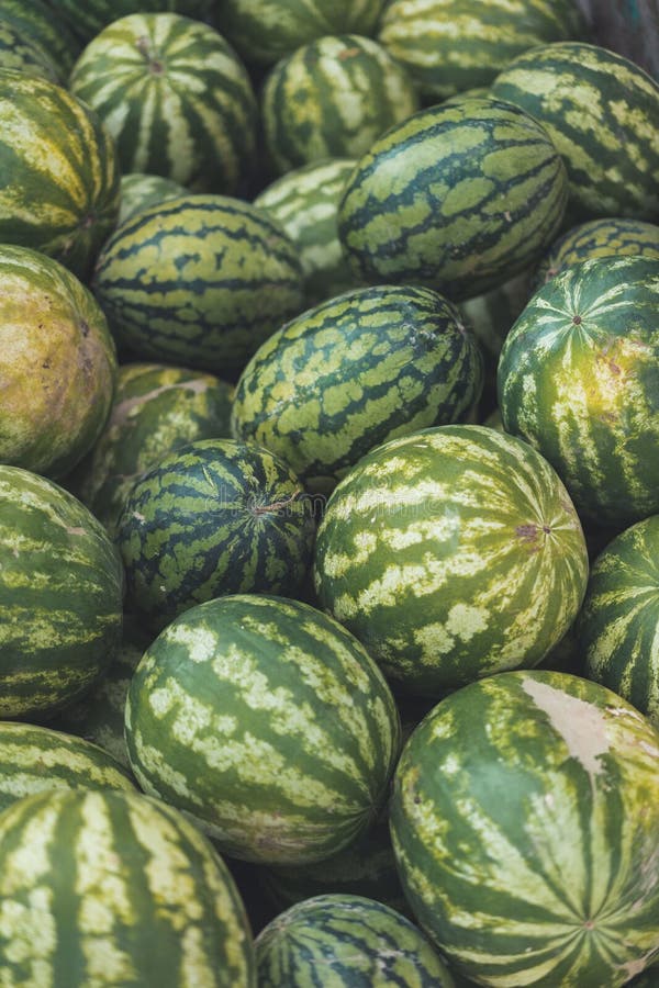 Pile of Watermelon stock photo. Image of vegetable, pumpkin - 228640730