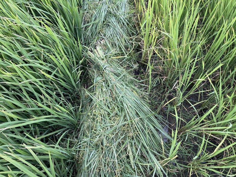 Rice and weeds stock image. Image of paddy, food, ricefield - 19959077