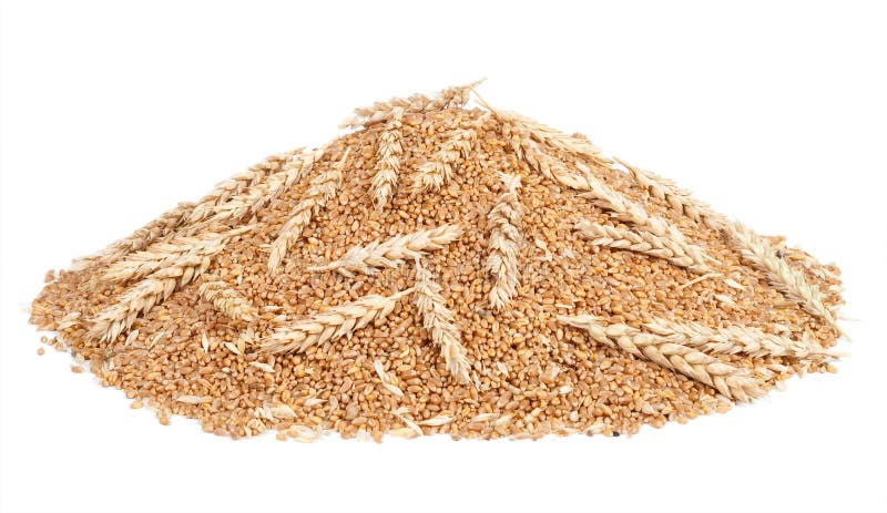 Pile of wheat grains stock photo. Image of health, agriculture - 27061028