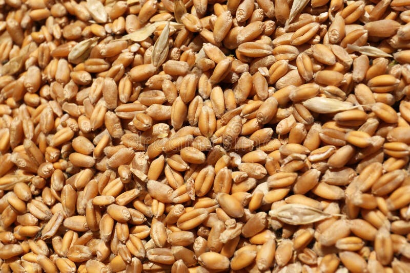 Pile of Wheat Grains As Background, Closeup View Stock Image - Image of ...