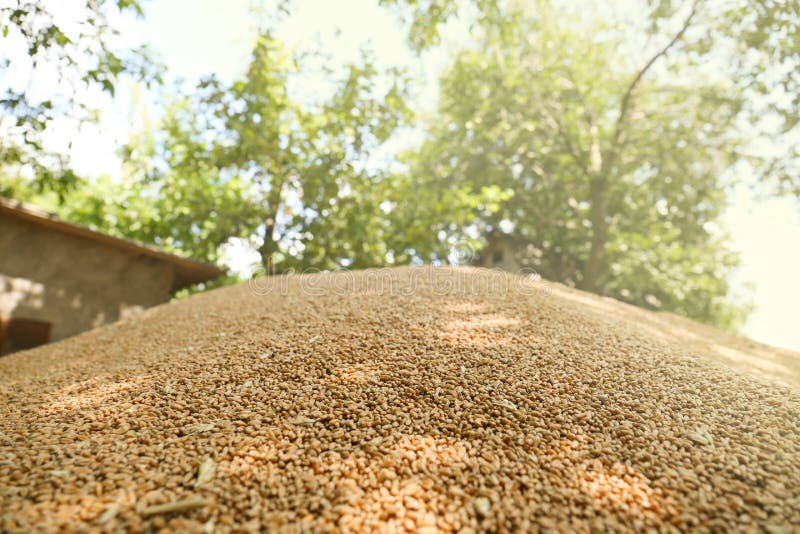 Pile of Wheat Grains Outdoors, Closeup View Stock Photo - Image of ...