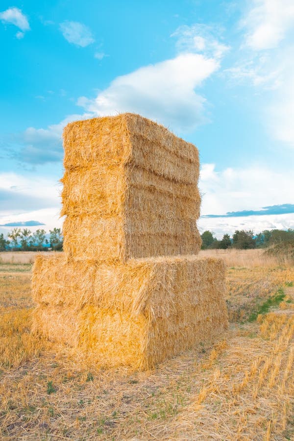 Pile of Wheat Straw Hay after Harvesting, Agricultural Work Concept ...