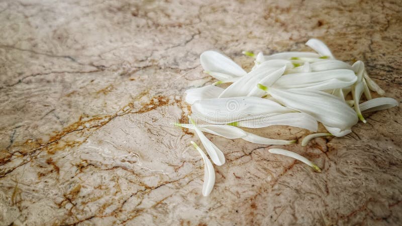 Pile of White Flower Petals on a Marble Background with Copy Space for ...