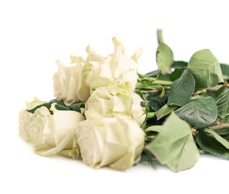 Pile of White Roses Isolated Stock Photo - Image of invitation ...