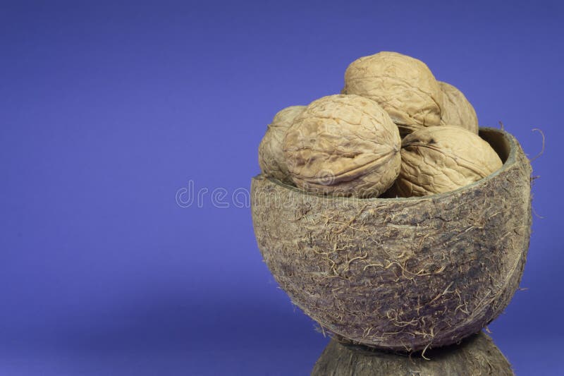 Two Common Walnuts in Growth Attached To Single Branch with Visible ...