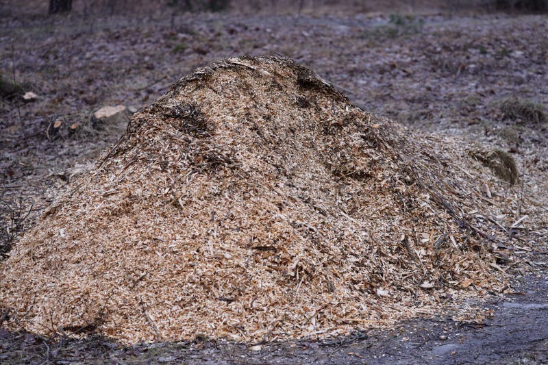 A Pile of Wood Chips Sits in the Midst of a Forest, Surrounded by Trees ...