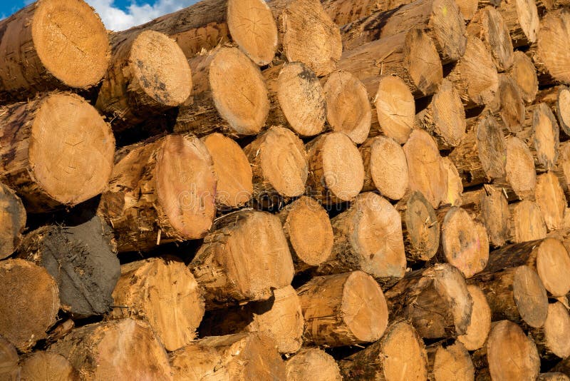 Pile of Wood Logs As Natural Resource Stock Photo - Image of industrial ...