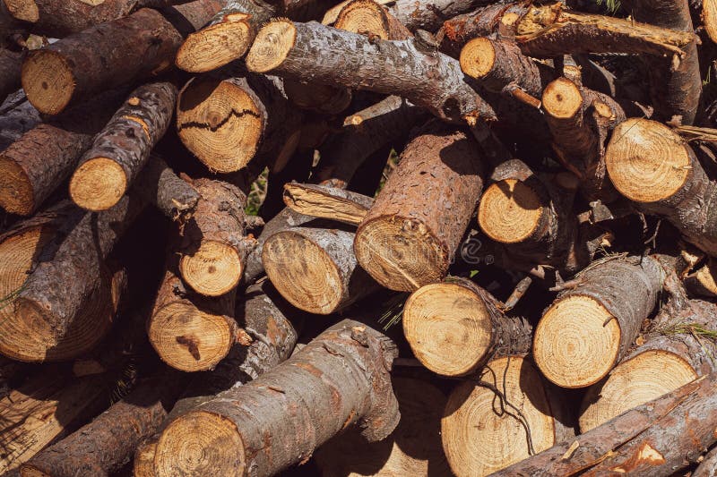 Stacked Trees in Forest. Deforestation. Stock Photo - Image of lumber ...