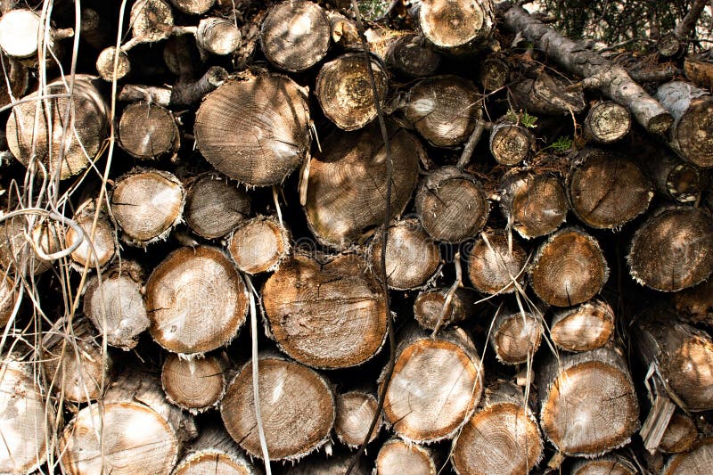 Pile of Wood Logs from Forest Clearing. Wood Log Pile Texture Stock ...