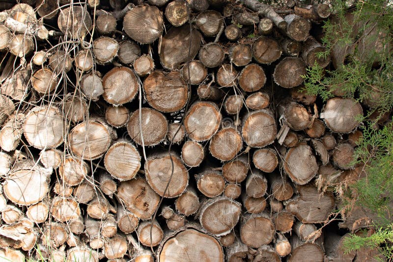 Pile of Wood Logs from Forest Clearing. Wood Log Pile Texture Stock ...