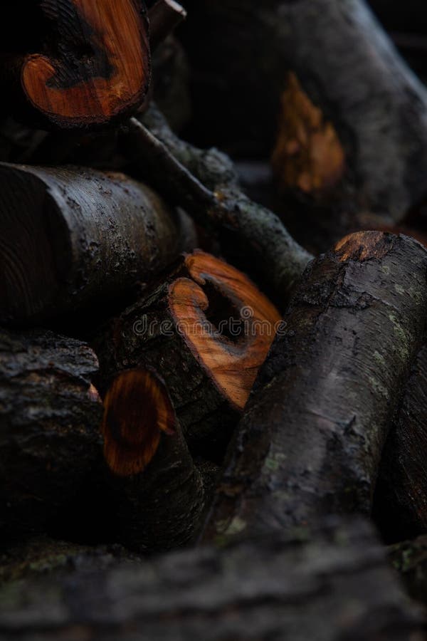 Pile of Wood Logs on the Ground Stock Image - Image of ground, forest ...