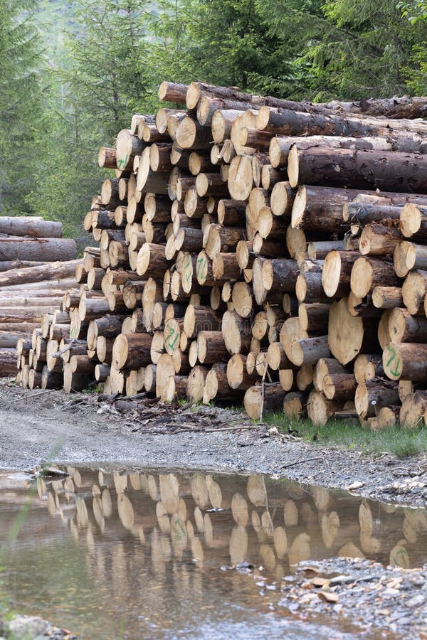 Pile of Wood Logs Ready for Transportation in the Forest Stock Image ...