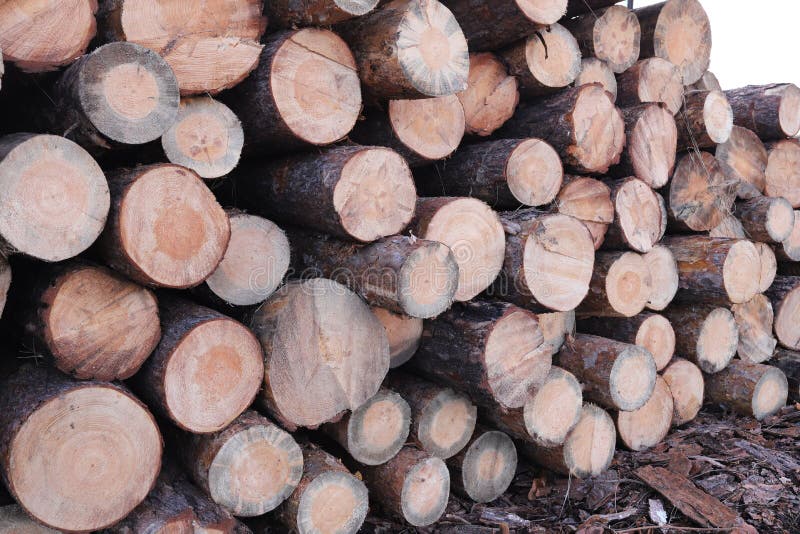 Pile of Wood Logs, Round Firewood at Sawmill Stock Image - Image of ...