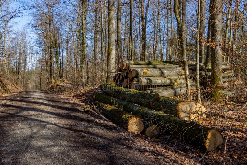 Pile of Wood Logs on the Side of a Forest Road Stock Photo - Image of ...