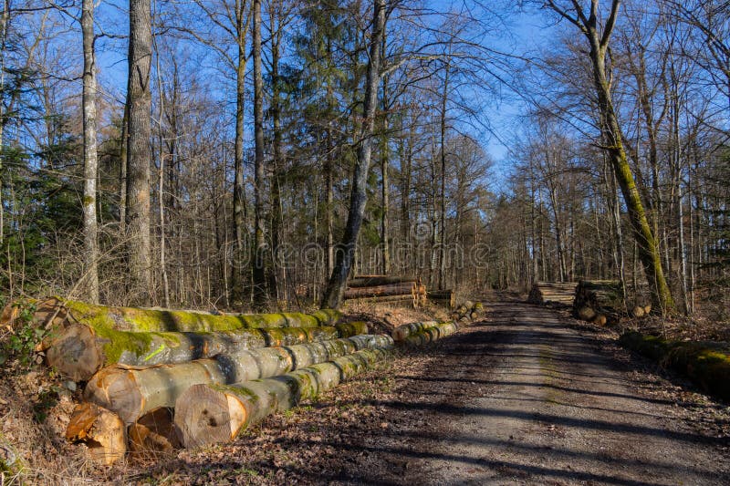 Pile of Wood Logs on the Side of a Forest Road Stock Image - Image of ...