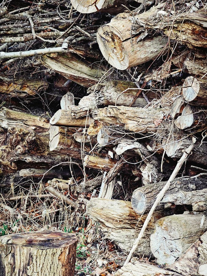 A Pile of Wood Logs with Some of Them Being Cut Stock Photo - Image of ...