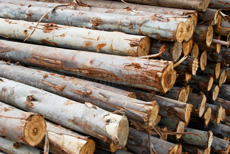 Tree Trunks Wood Logs Piled Outside Paper MIll Stock Image - Image of ...