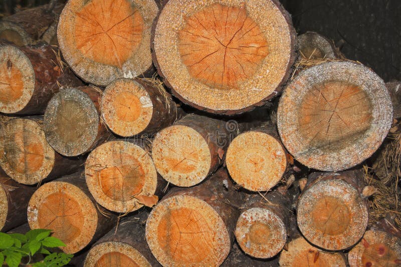 Pile of Wood Logs. Wood Logs Texture Background. Close Up Stock Image ...