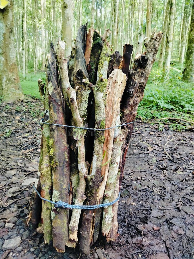 Pile of Wood To Make a Campfire, To Get Rid of the Piercing Cold Stock ...