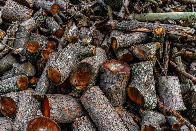 Pile of Wood, Tree Branch and Log Stock Image - Image of green, timber ...