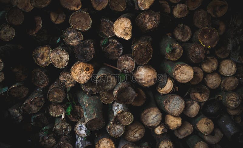 Pile of wooden blocks stock photo. Image of nature, woodland - 290208802