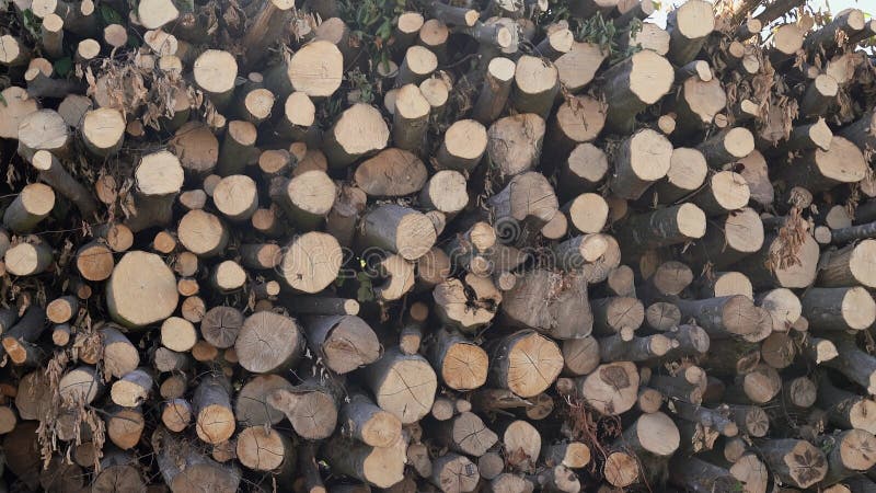 Pile of Wooden Logs, Big Trunks of Tall Trees Cut and Stacked ...