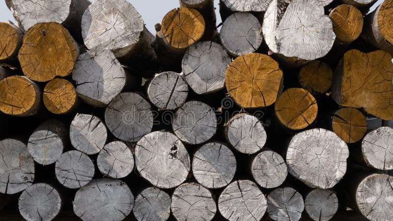 Pile of Wooden Logs Painted White and Yellow Stock Image - Image of ...