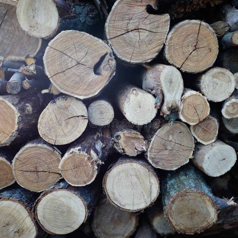Pile of wooden logs stock photo. Image of plant, circle - 103073382