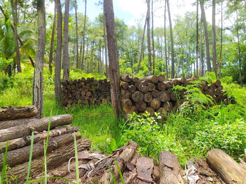 Pile of Woods from Tree in the Forest Stock Image - Image of shrub ...