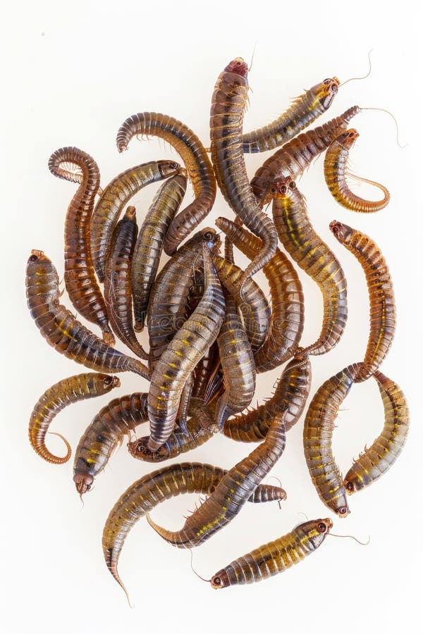 A Pile of Worms on a White Surface. Ideal for Science or Nature ...