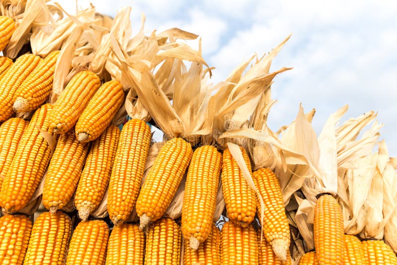 Pile of yellow corn cob stock image. Image of yellow - 69376569