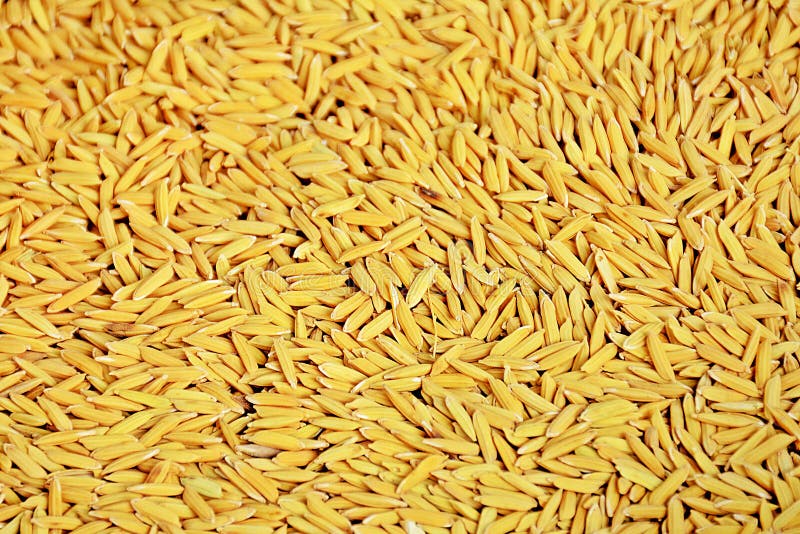 Pile of yellow paddy rice. stock image. Image of gold - 164909681