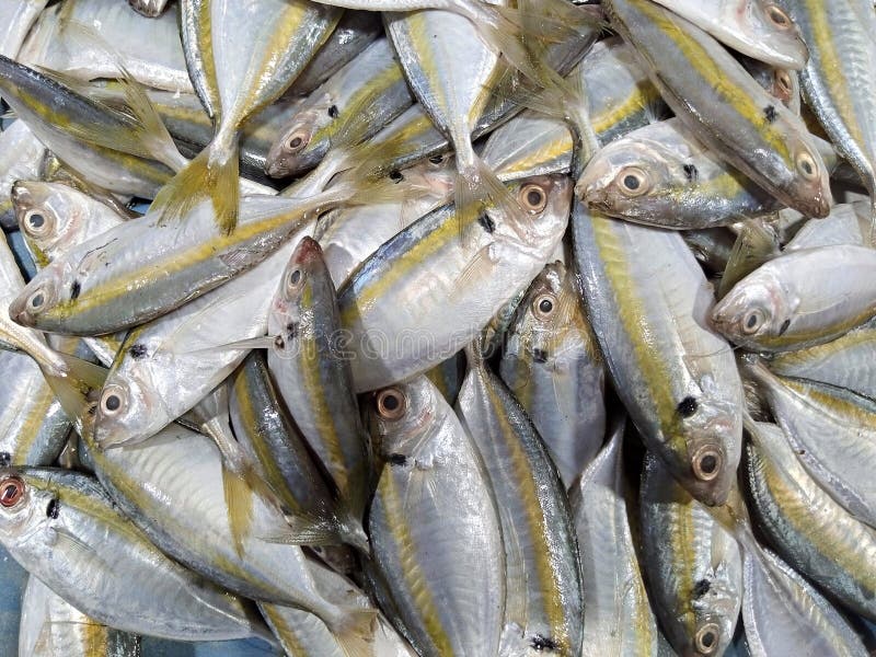 Pile of Yellow Selar Type Fish Sold at the Fish Market Stock Photo ...