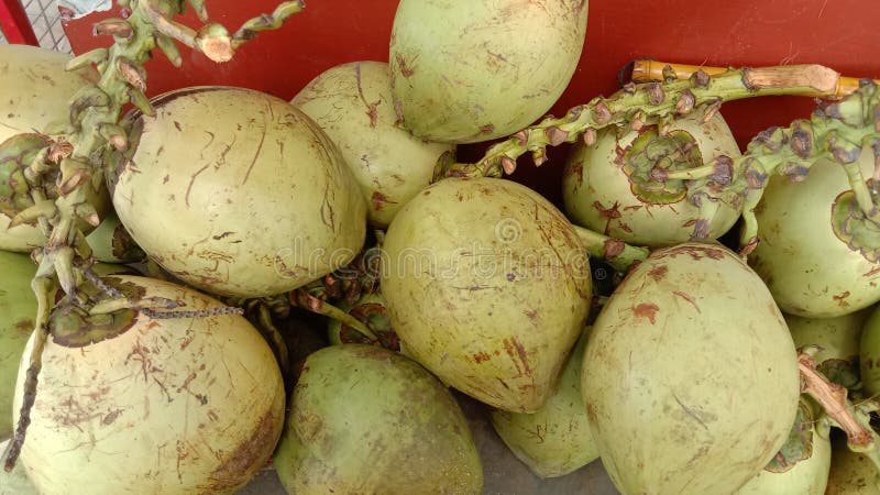 Pile of Young Coconuts on the Ground Stock Photo - Image of young ...