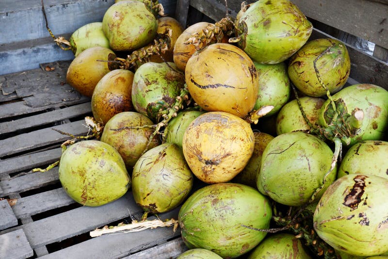 Pile of Coconuts on a Wooden Base Stock Photo - Image of healthy ...