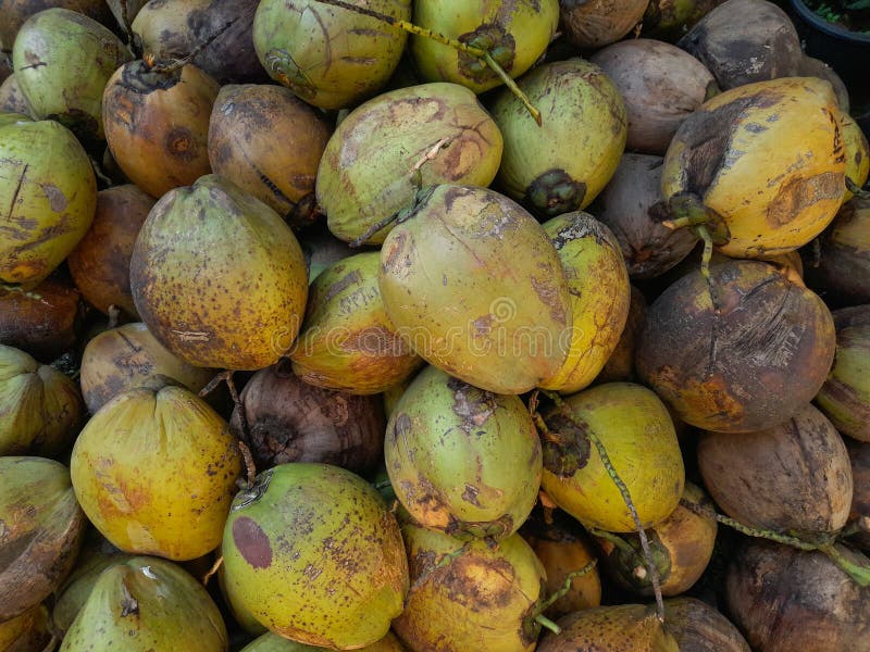 Pile of Young Green and Dark Brown Coconuts Processed for Drinks Stock ...