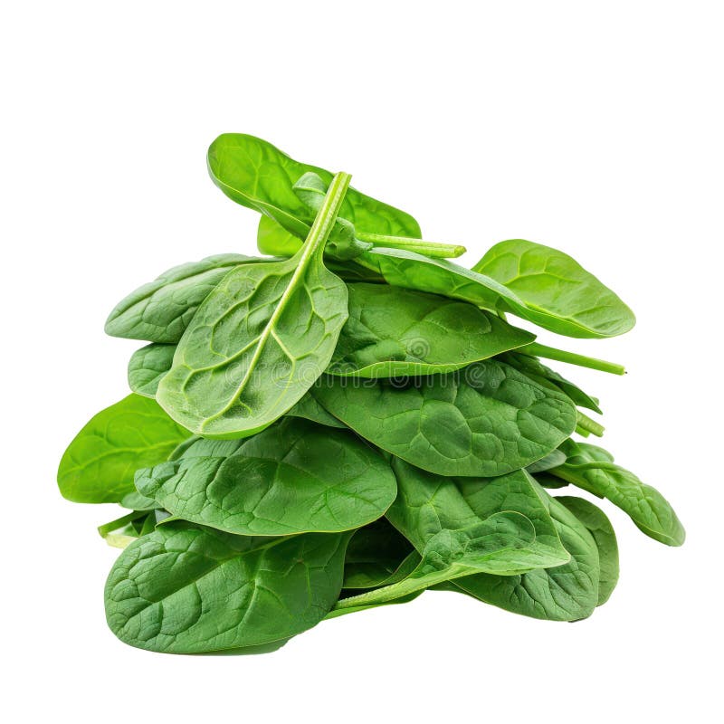 Pile of Young Spinach Leaves Isolate Stock Image - Illustration of ...
