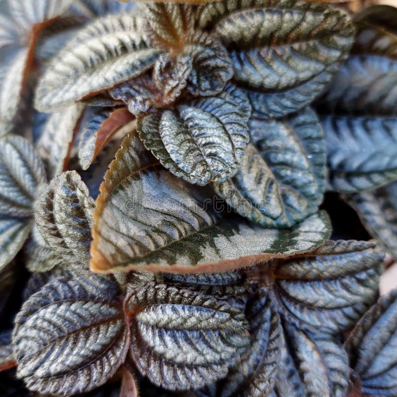 Pilea leaves of Urticaceae stock image. Image of pilea - 357538575