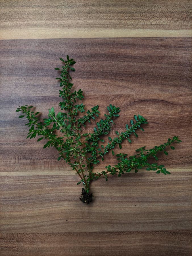 Pilea Microphylla Plant. P. Microphylla Known As Angeloweed, Artillery ...