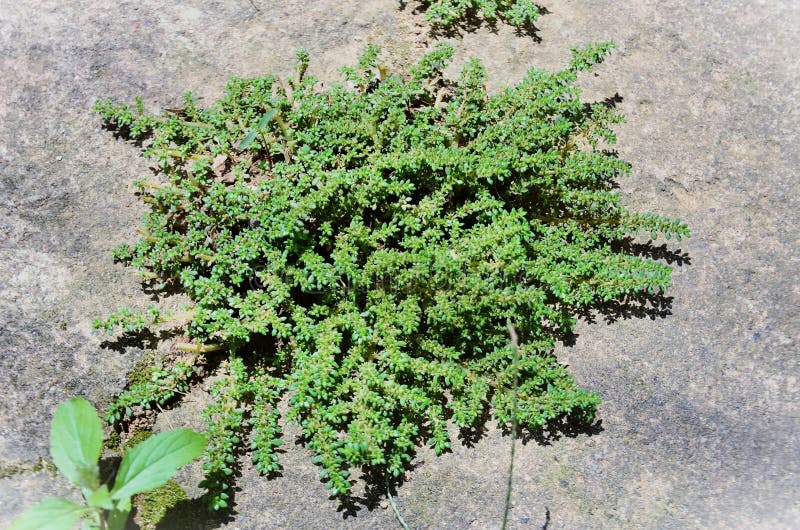 Pilea Microphylla Growing on Cemented Ground Stock Photo - Image of ...