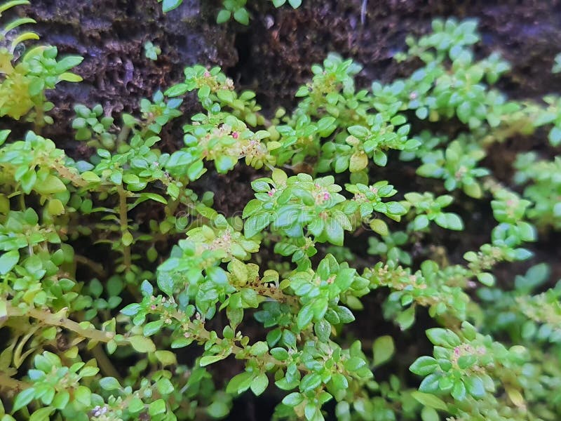 Pilea microphylla plant. stock photo. Image of green - 278277774