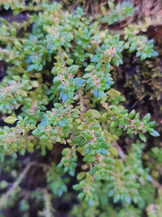 Pilea microphylla plant. stock photo. Image of branch - 278277852