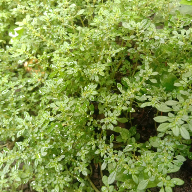 The Pilea Microphylla Plant is so Beautiful Stock Image - Image of ...