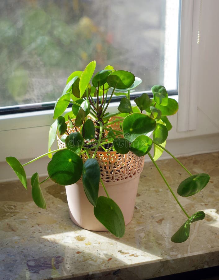 Pilea peperomioides stock photo. Image of light, pilea - 273452846