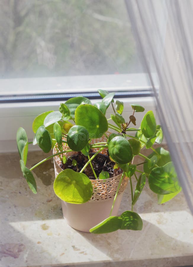 Coin flower stock photo. Image of plant, growth, coin - 273452890